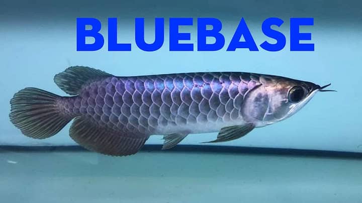 Bối Blue Base - Tất cả những gì bạn cần biết